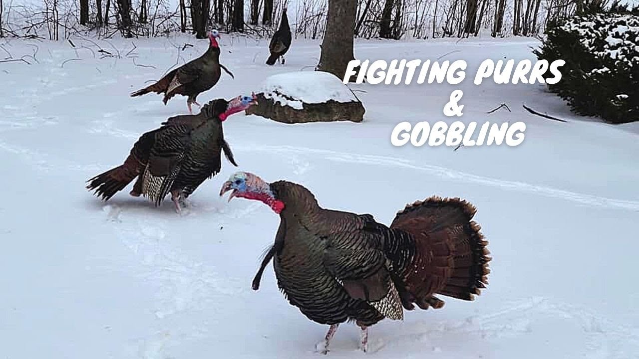 Gobbler Fighting Purrs & Whines (Wild Turkeys on the Attack) - YouTube