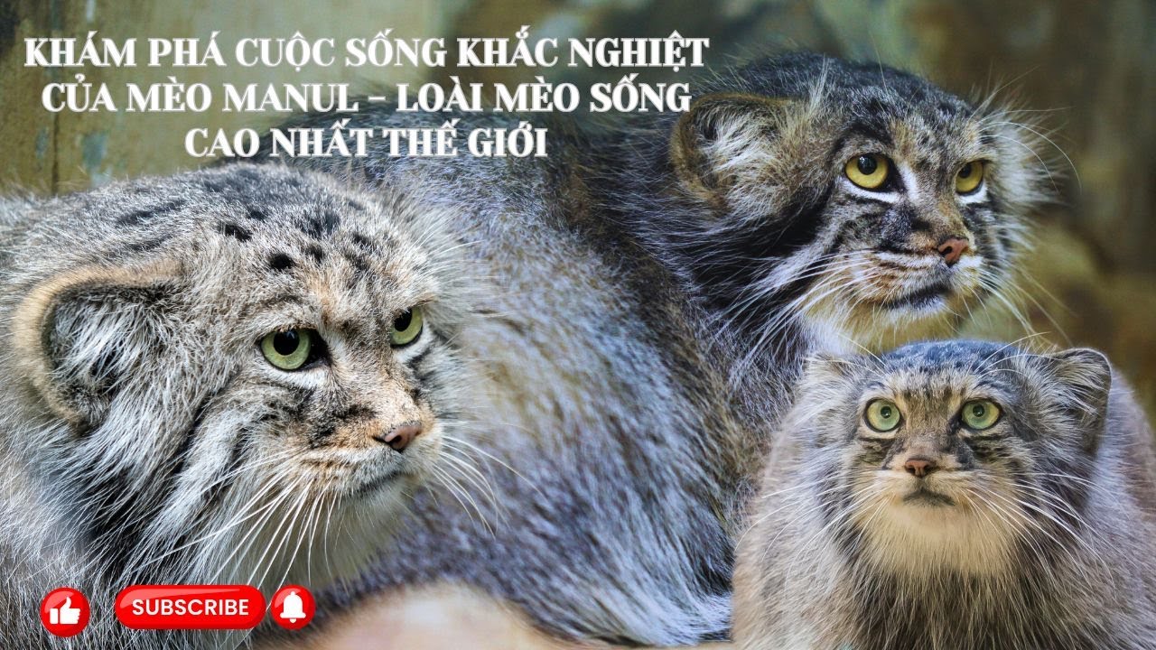 "Khám Phá Cuộc Sống Khắc Nghiệt của Mèo Manul - Loài Mèo Sống Cao Nhất ...