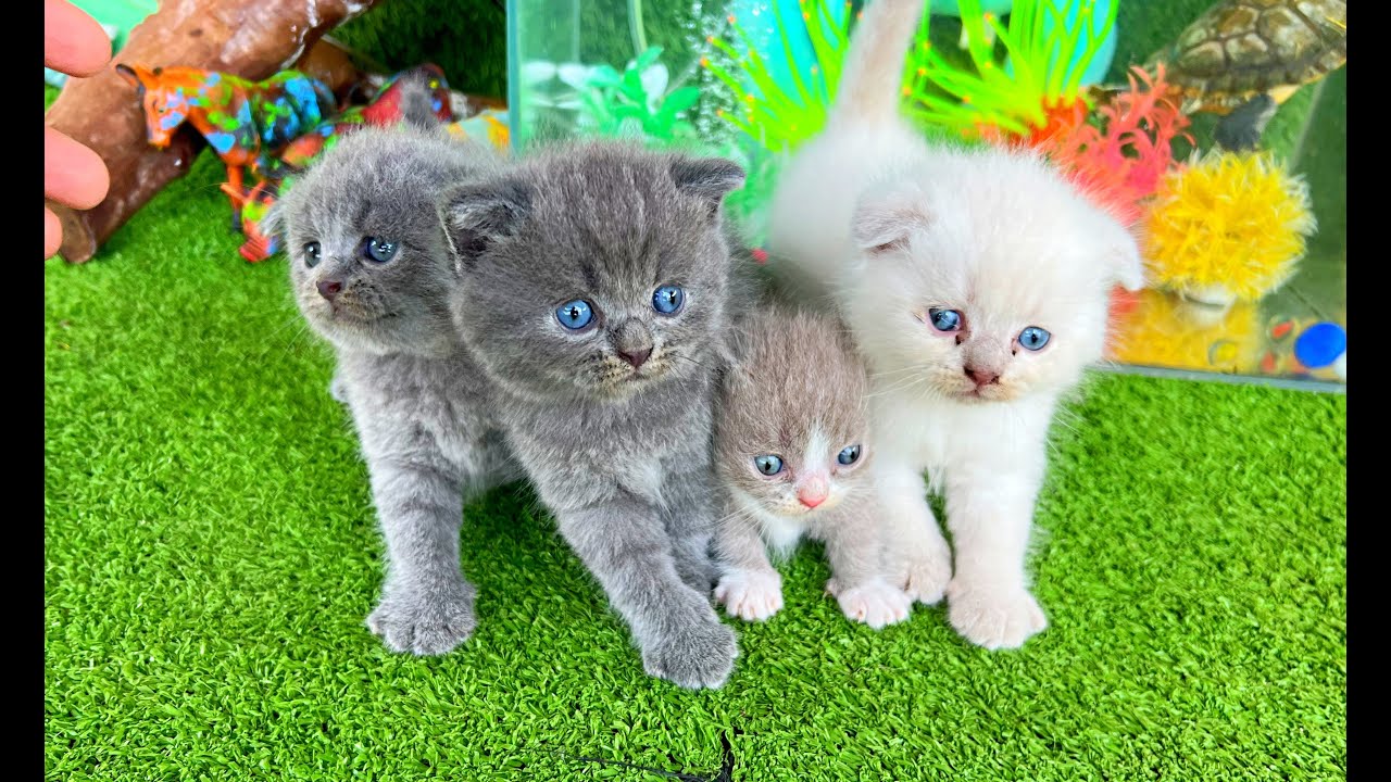 🐥🐥 CUTE CAT PLAYING WITH PETS AND ANIMALS DUCKLING, KOI FISH, MOUSE ...