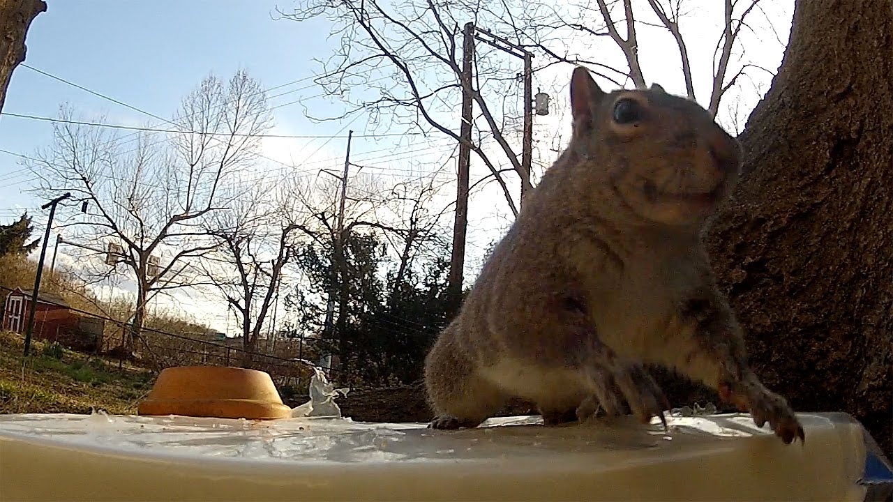 Nervous Squirrel says "Bombs Away!" - YouTube