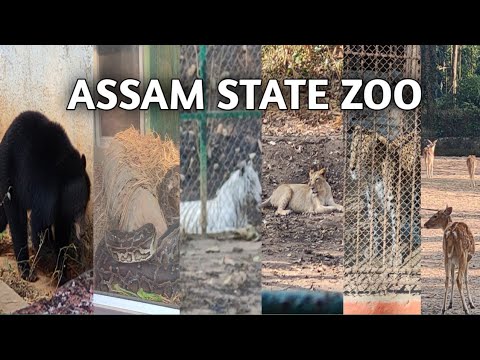 Assam State Zoo in Guwahati |Guwahati zoo | Assam zoo Guwahati | Assam ...