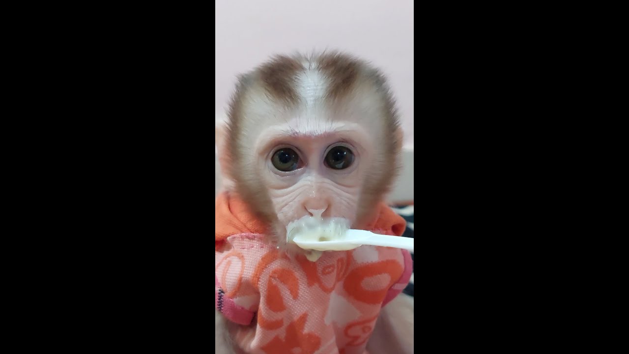 Feeding baby monkey yogurt, Animals in Touch - YouTube