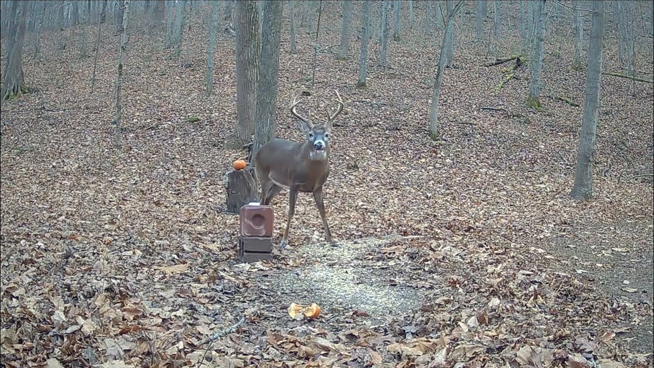 11/6/22 Morning Whitetail Buck Action! - YouTube