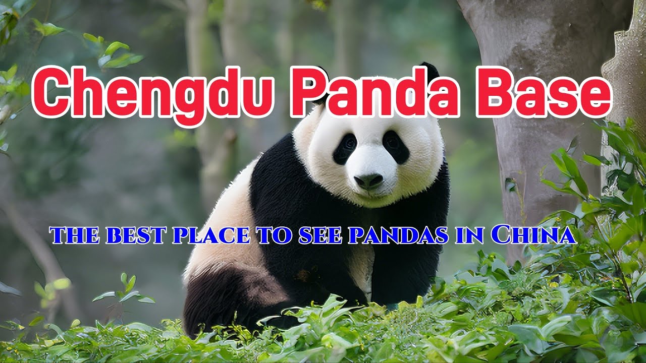 Introduction to Chengdu Panda Base, Where is the best place to see ...