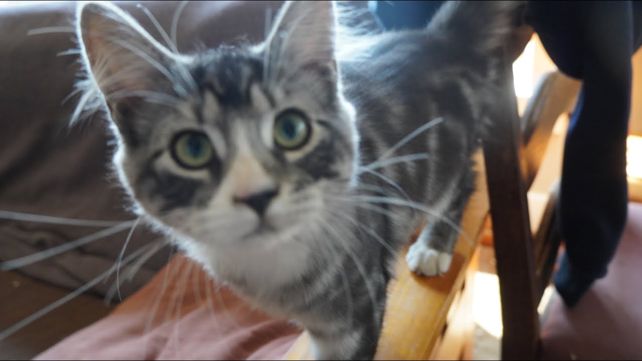 "My Eyes Are Faster Than Any Man's Mind, Dumb Feeble Human" - YouTube