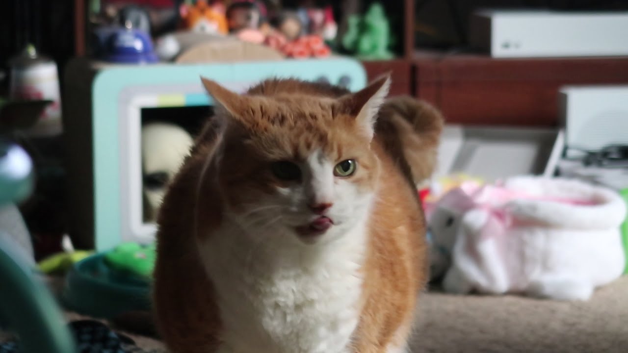 Are you done yet meows - YouTube