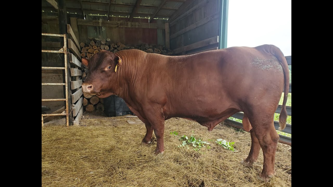 Macho bull 814 ready to go to work! - YouTube