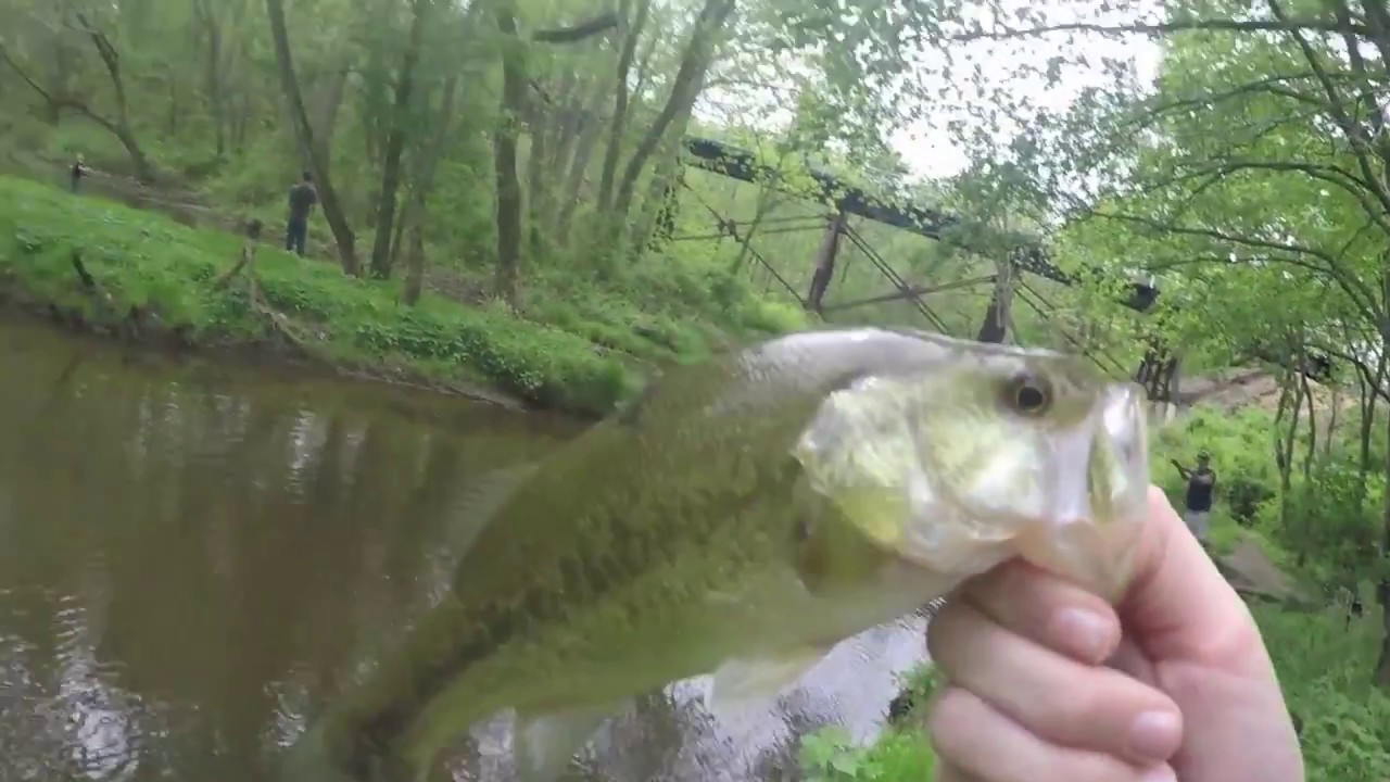5 Pound Bass YouTube 5-pound-bass-youtube