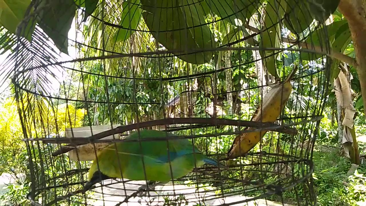 Cucak rante baru dapat (pecinta burung) - YouTube