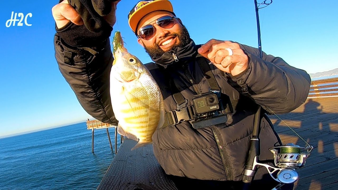 Catching Barred Surf Perch from a pier with Crusteaz and reading the ...