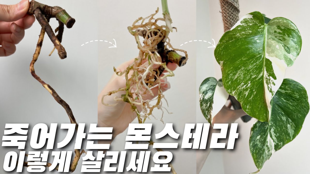 이걸 살린다고🤯 죽어가는 식물 살리기 꿀팁 대방출 몬스테라 알보 과습 썩은 뿌리 분갈이 잎 없는 커팅자국 많은 몽둥이 벌브