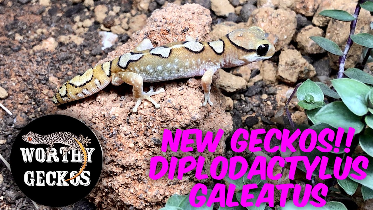 NEW GECKO UNBOXING! Diplodactylus galeatus - Helmeted Geckos From ...