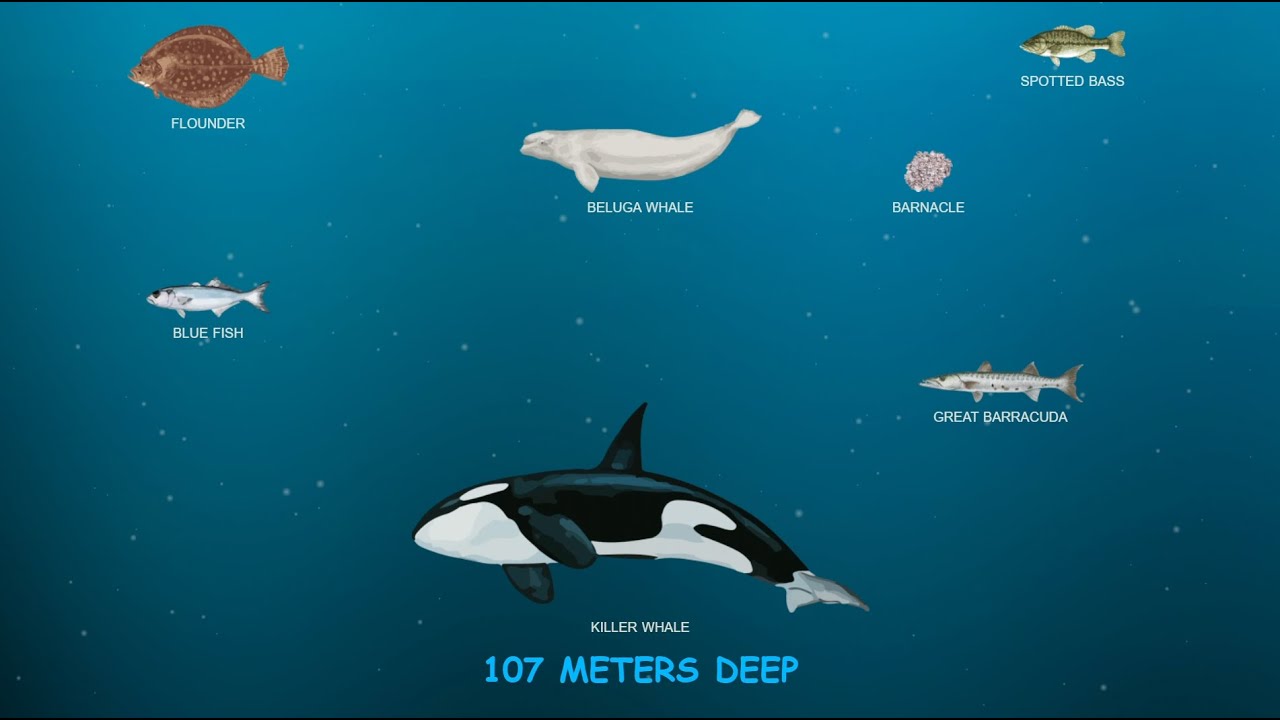 Journey to the bottom of the sea | Exploring the ocean depths - YouTube