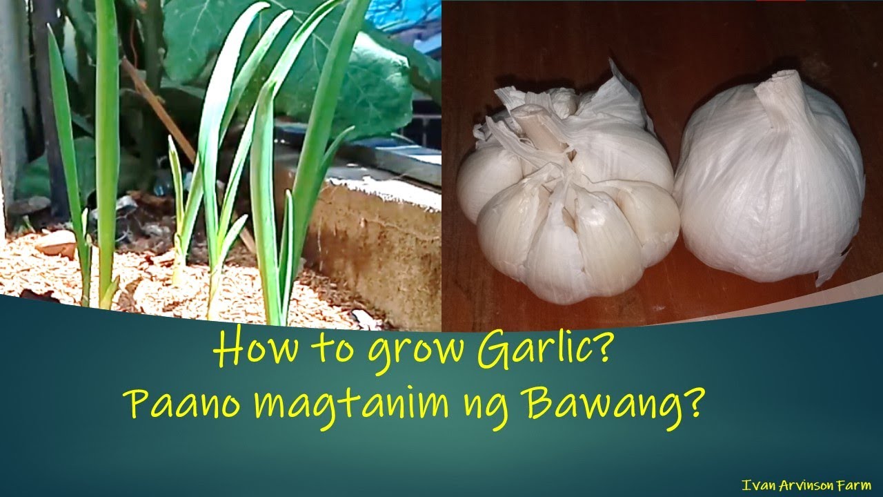 How to grow garlic?/ Paano magtanim ng bawang? - YouTube