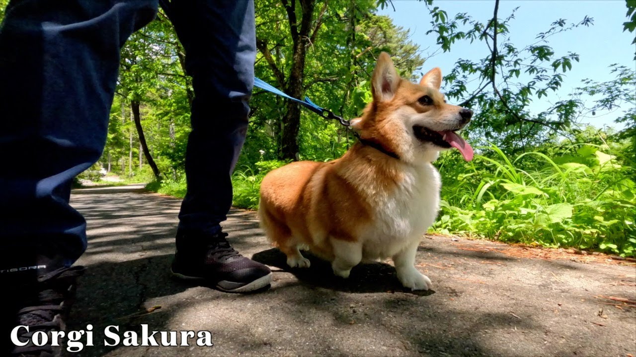 池の近くで日陰を選んで歩いたコーギー / A corgi walks in the shade near a pond - YouTube