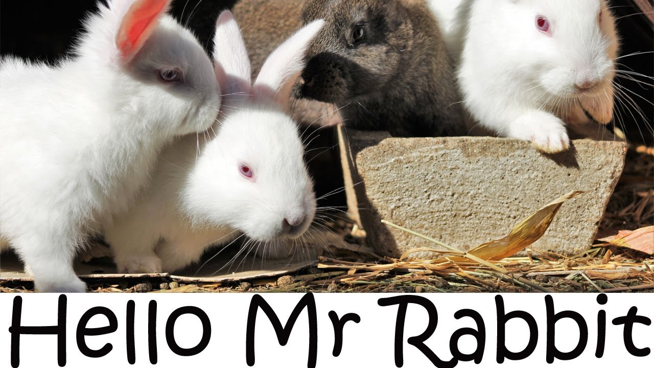 Hello Mr Rabbit - Kids Rhymes | Kids ENGLISH Jingles #Shorts - YouTube