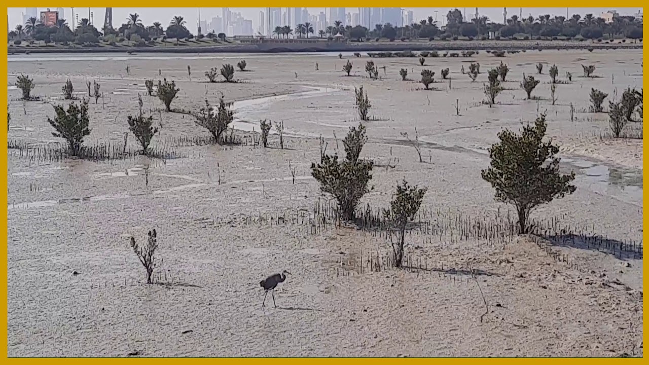 Random Journal | Relaxation | Nature | Birds & Mangroves at Arad Bay ...