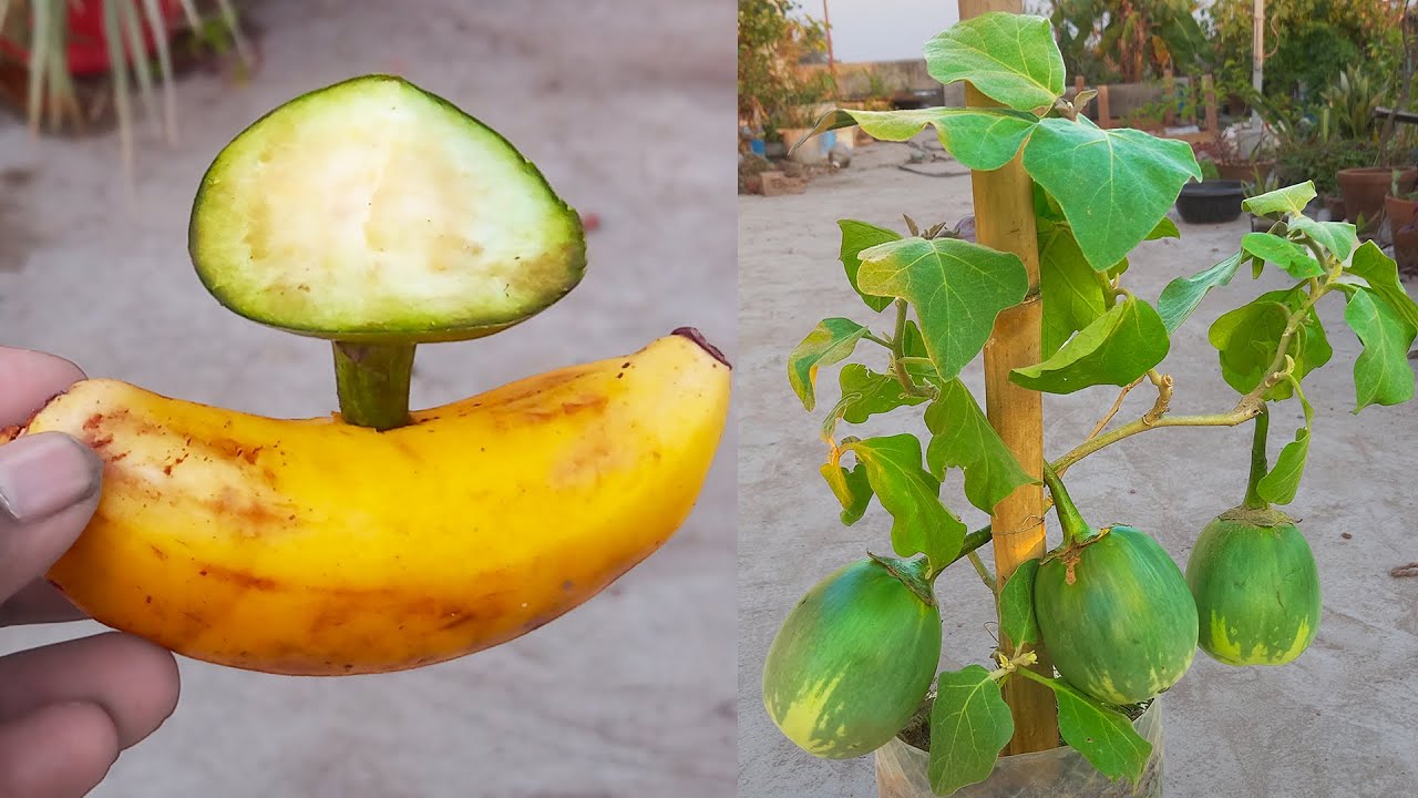 How to grow Brinjal tree from brinjal with Banana,, Grafting eggplant ...