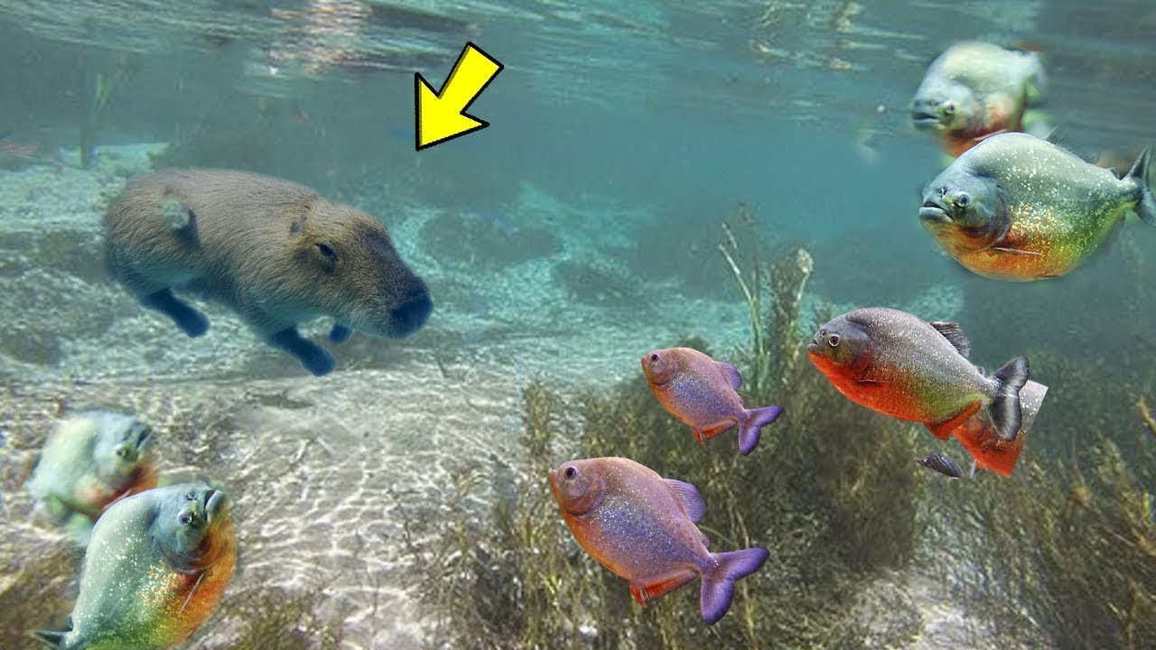 Piranhas devour capybaras - YouTube