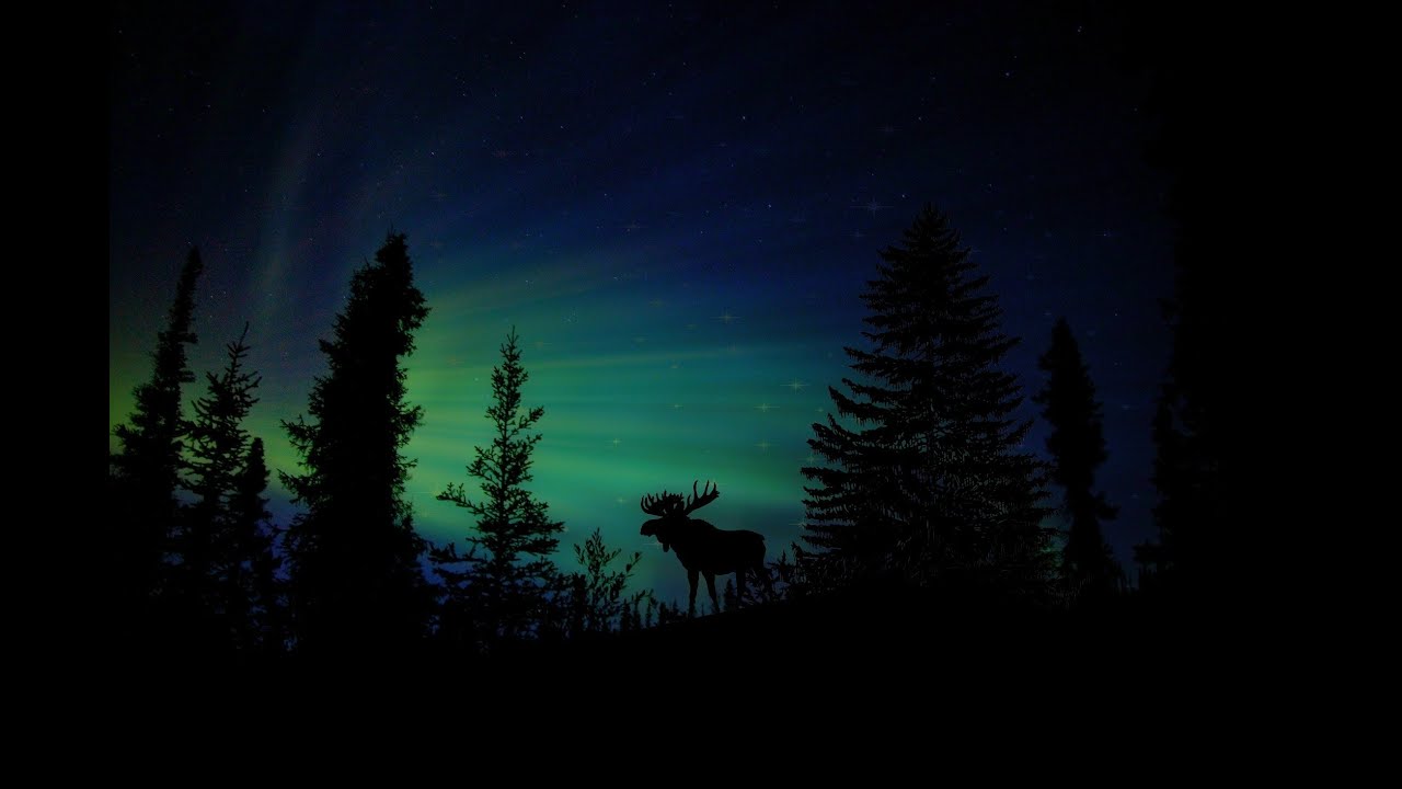 Relax - Forest at Night Sound - 3 hours - YouTube