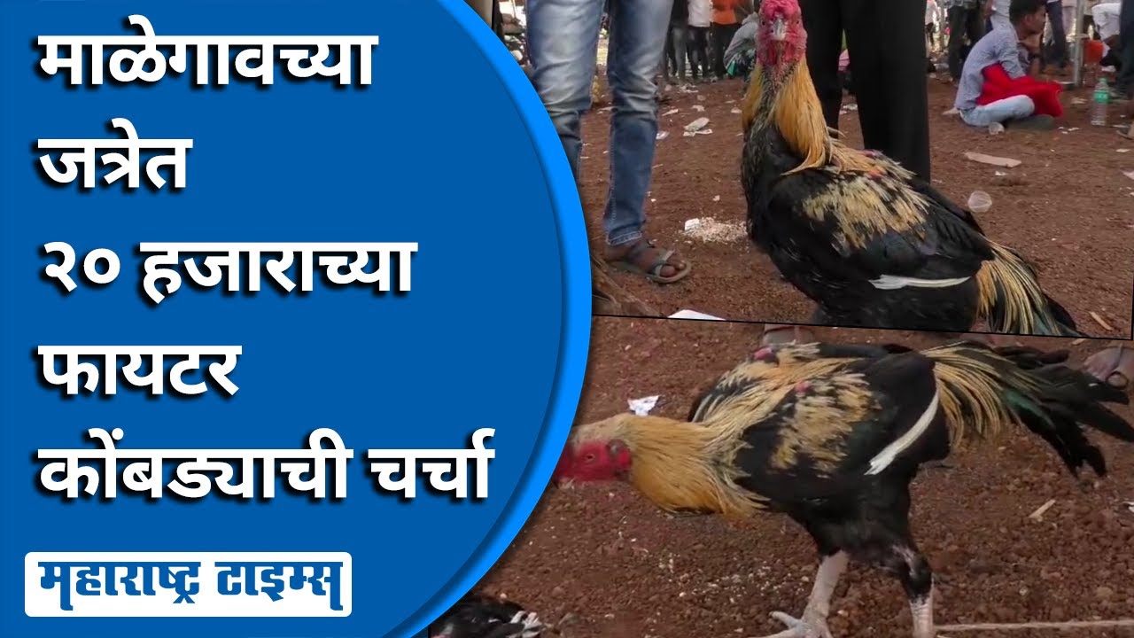 Nanded Malegaon Yatra Fighter Kombda | माळेगाव जत्रेत फायटर कोंबड्याची ...