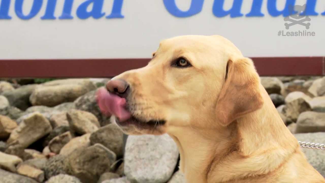 Amazing Seeing Eye Dog! - YouTube