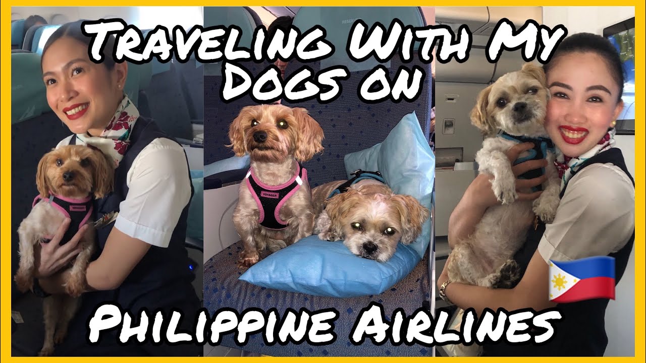Traveling With My Dogs On Philippine Airlines From NYC To Manila To traveling-with-my-dogs-on-philippine-airlines-from-nyc-to-manila-to