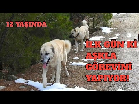 12 YAŞINDA GÖREVİNİN BAŞINDA İLK GÜN Kİ AŞKLA - KURTÇU KANGAL DAYI ( PAŞA HASTALANDI )