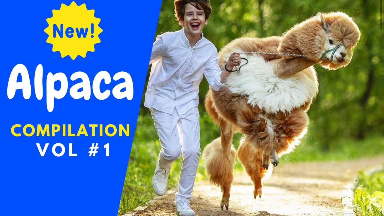 ️ Cute Baby Alpacas Compilation ️ [VOL #1] - YouTube