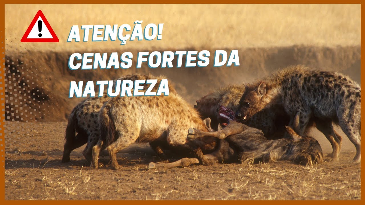 Hienas caçam e comem PRESA VIVA na NATUREZA [ CENAS IMPRESSIONANTES ...