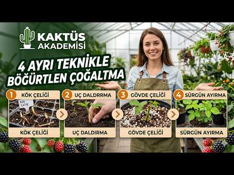 4 FARKLI YÖNTEMLE BÖĞÜRTLEN ÇOĞALTMA - Almıyoruz Çoğaltıyoruz
