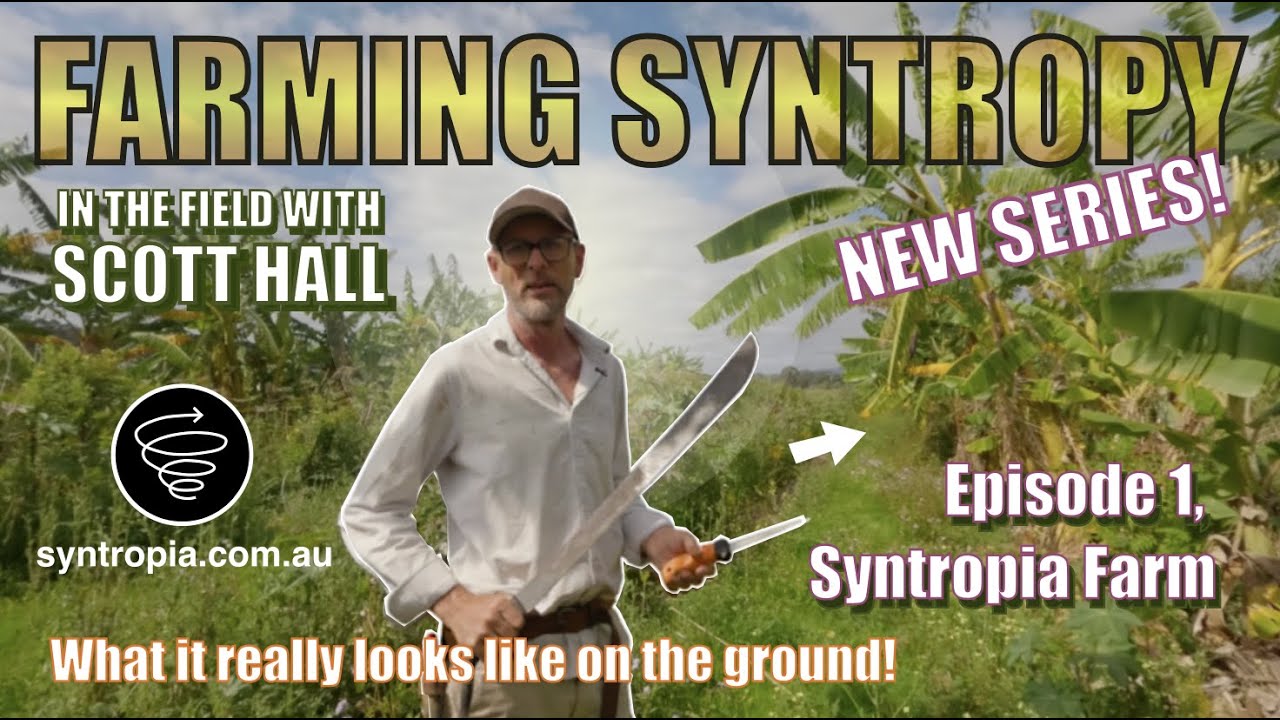 Farming Syntropy Episode 1, Syntropia Farm - YouTube