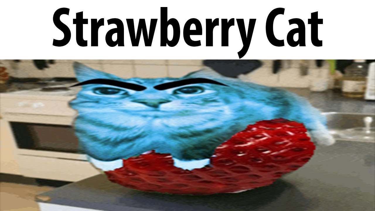 Strawberry Cat - YouTube