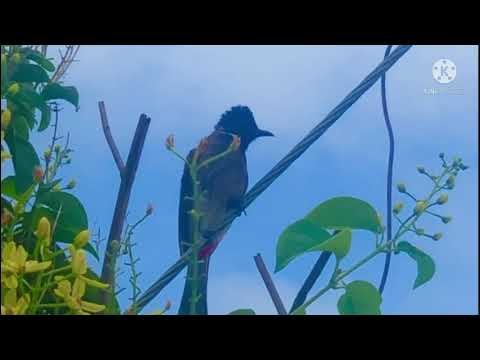 Bulbul singing status | #bulbul natural ringtone | bird natural ringtone
