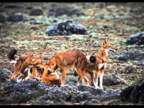 Akale Wube - Alègntayé (feat. Genet Asefa) - YouTube