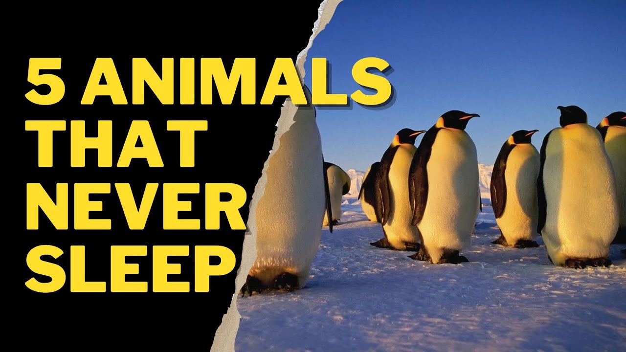 5 ANIMALS THAT NEVER SLEEP - YouTube