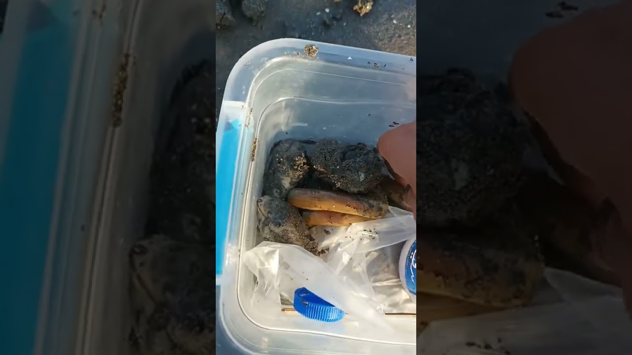 HUNTING BAMBOO CLAM AND SCALLOP 🤤 - YouTube