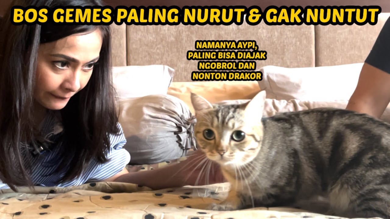 KUCING KESAYANGAN ERSA MAYORI - YouTube