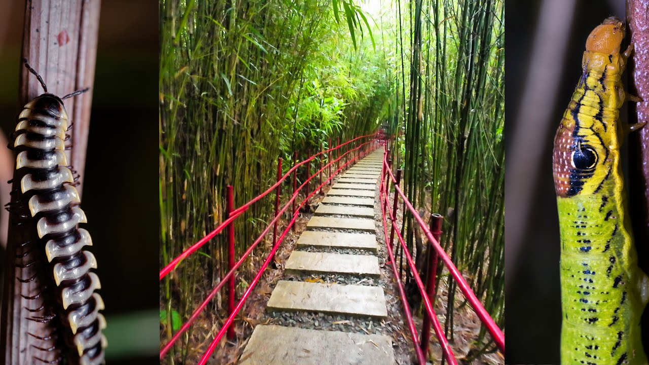 WILDLIFE & MACRO photography in Bamboo Sanctuary of Baguio City. Canon ...