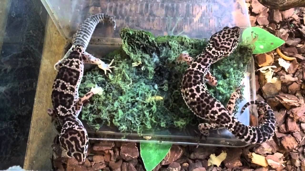 Leopard gecko shedding - YouTube
