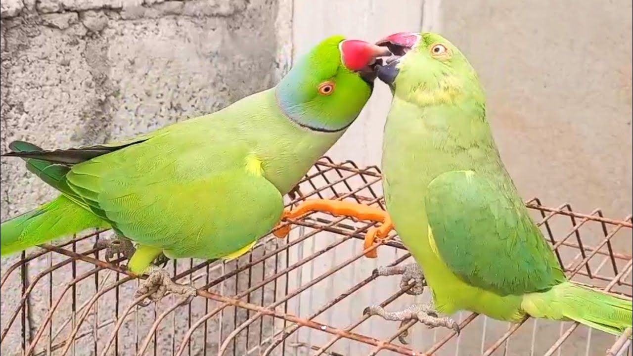 Parrot Jora Kiss So Parrot Jora Ringneck - YouTube