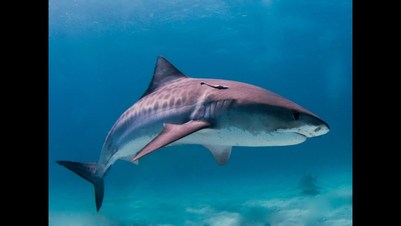 Shark Documentary - YouTube