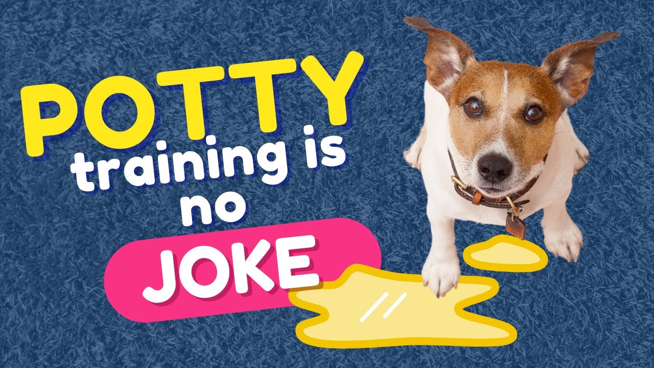 Potty Training Struggles & Snake Bite Facts - YouTube