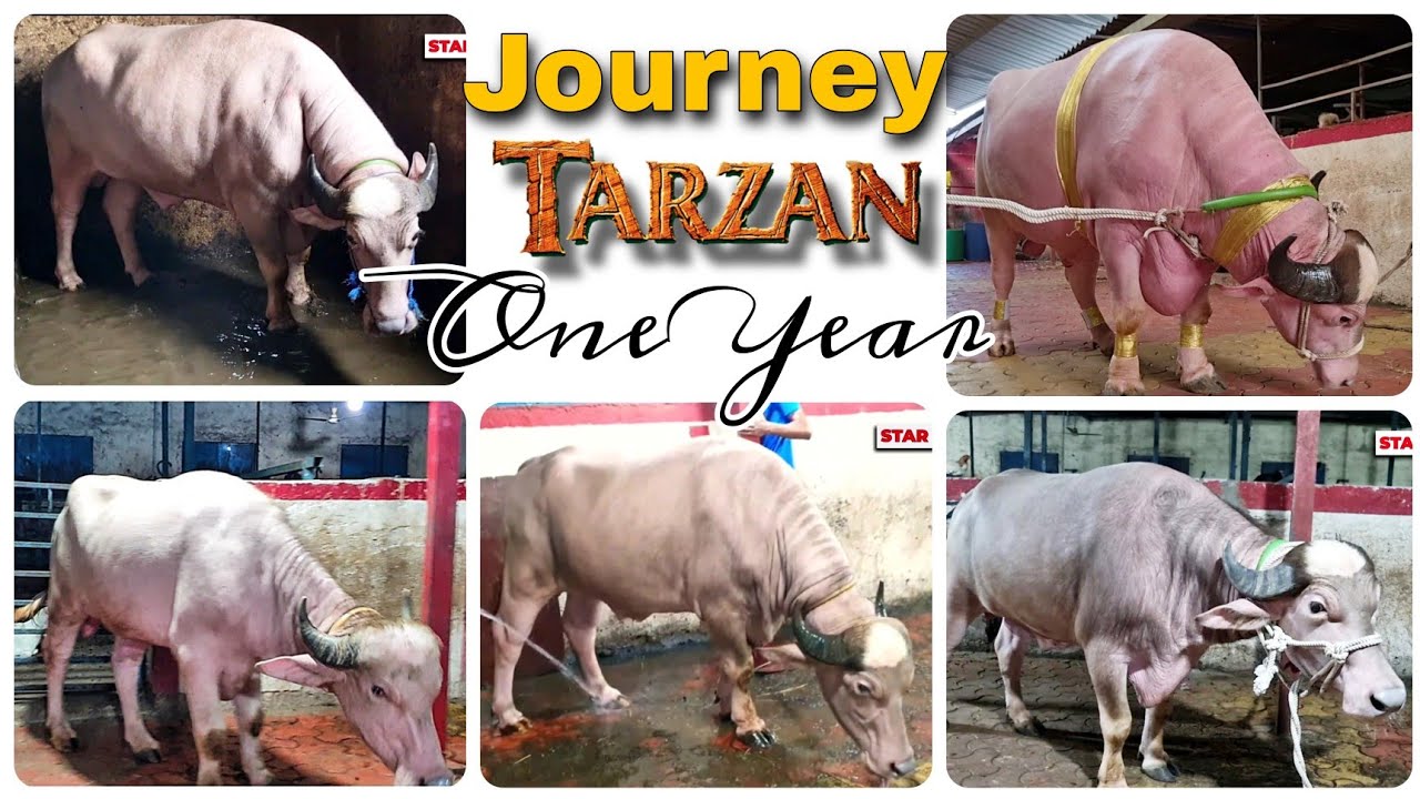 Journey Of Tarzan Albino Buffalo 🐃 at STAR Goat FARM Asif STD - YouTube