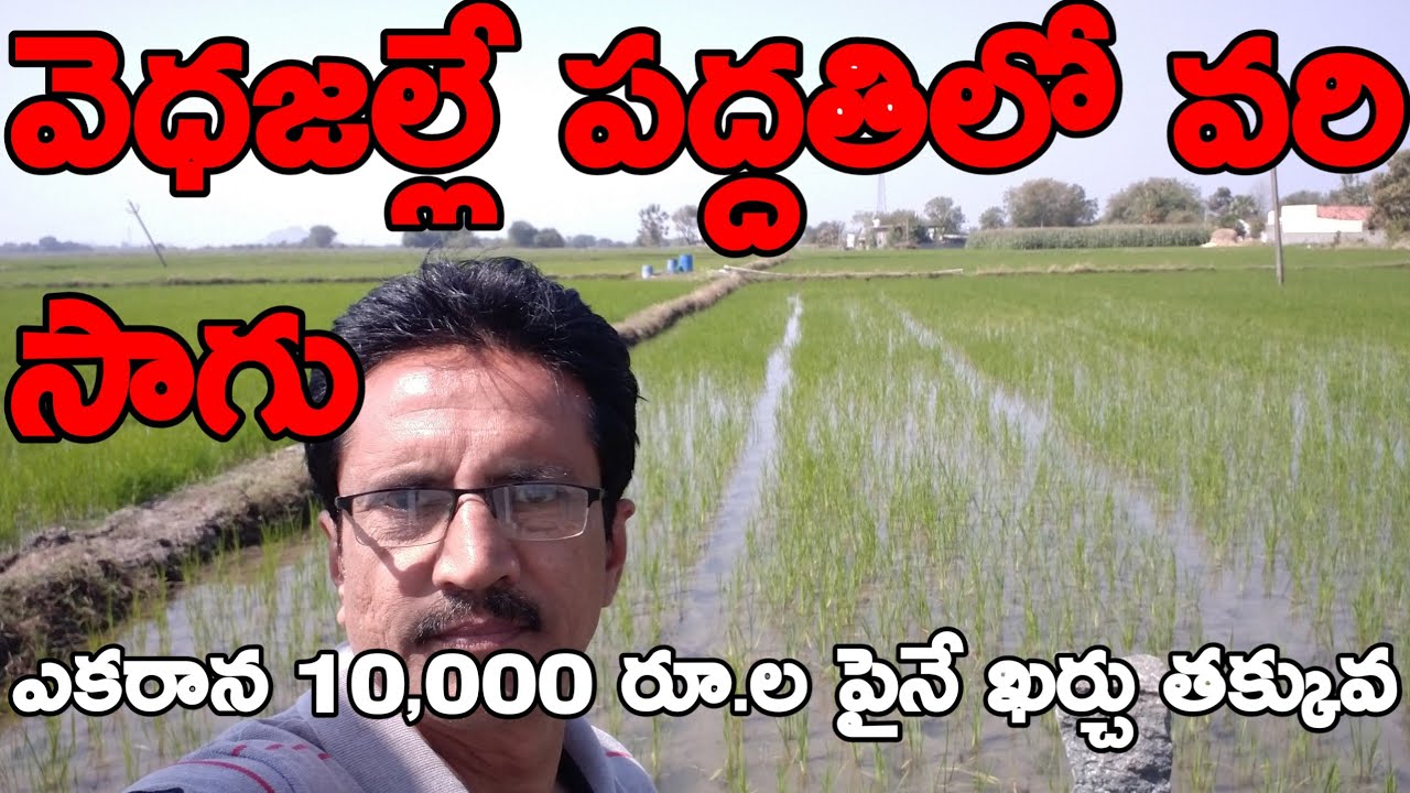 Rice Cultivation By Spraying Method|Vedhajalle Padhathilo Vari Sagu ...