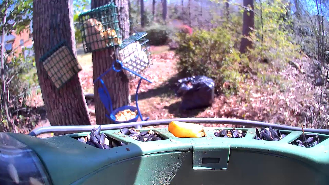 Birds gone NUTZ! - YouTube