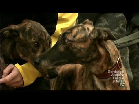 Greyhound Adoption League of Texas: Amarillo Swat - YouTube