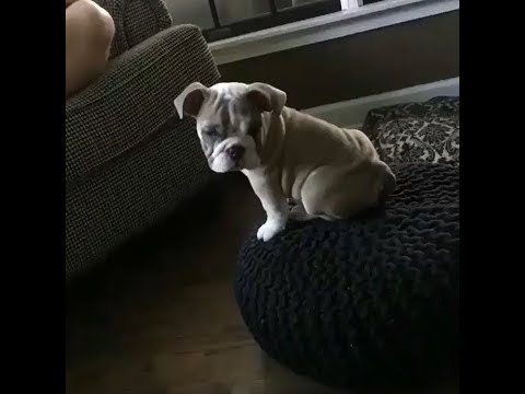 En Tatlı Köpekler Komik Kediler Sevimli Evcil Hayvanlar - Hayvanlar Alemi 2