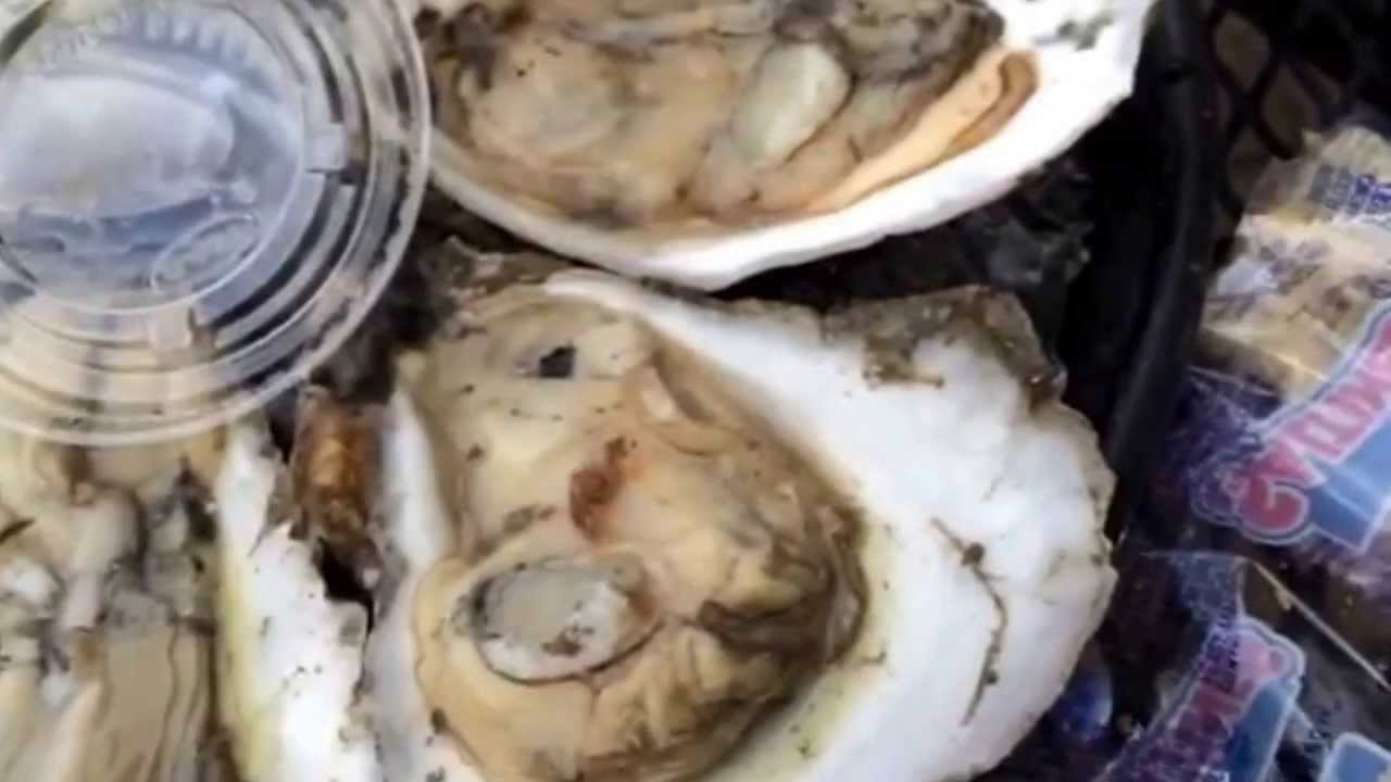 Oyster Alien - YouTube