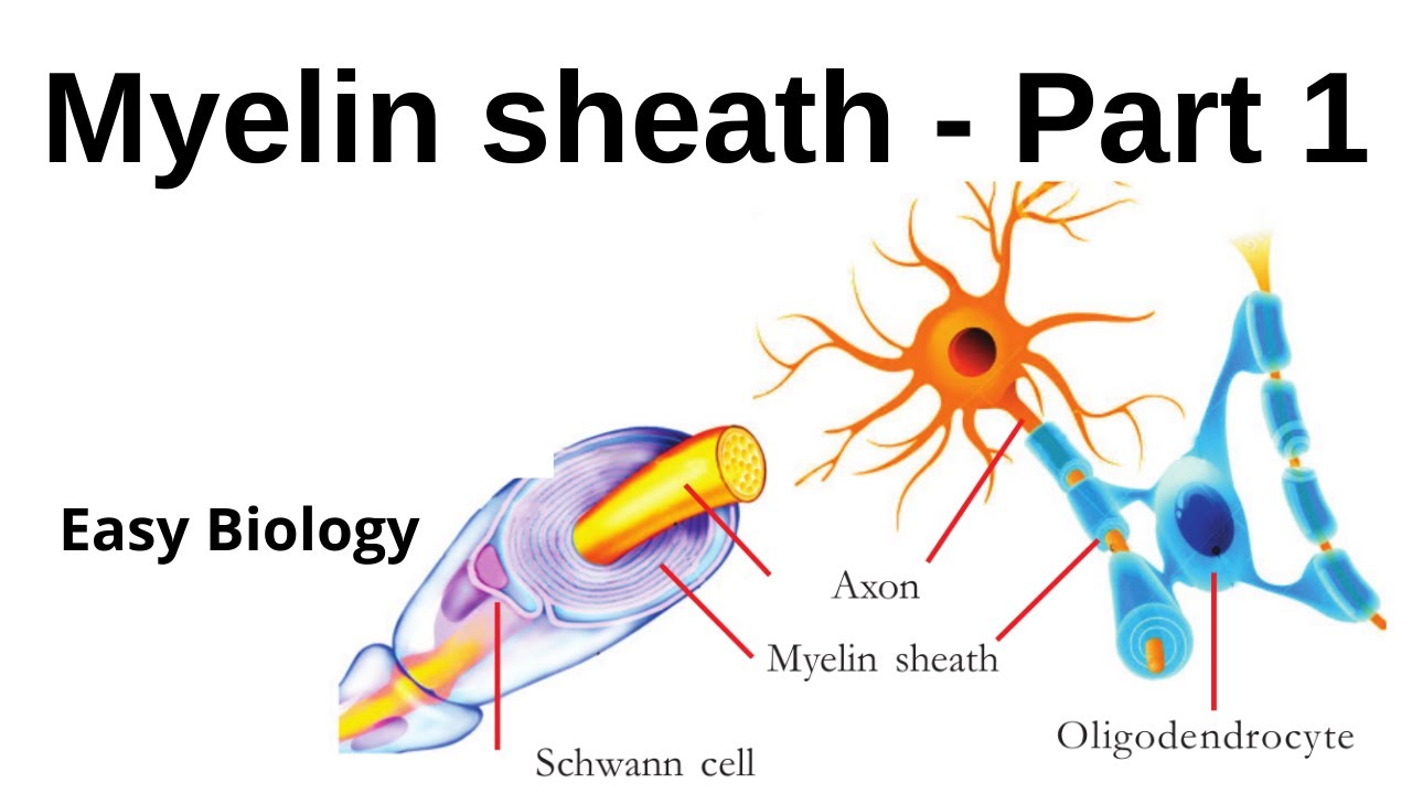 Myelin sheath - Part 1 / STD X ( Eng.Mal.Med ) Unit 1 - YouTube
